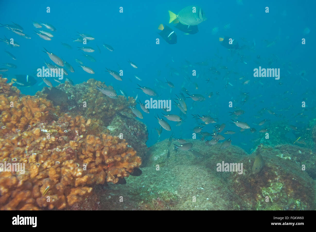 Tropical fish at Mexico underwater coral reef Stock Photo - Alamy