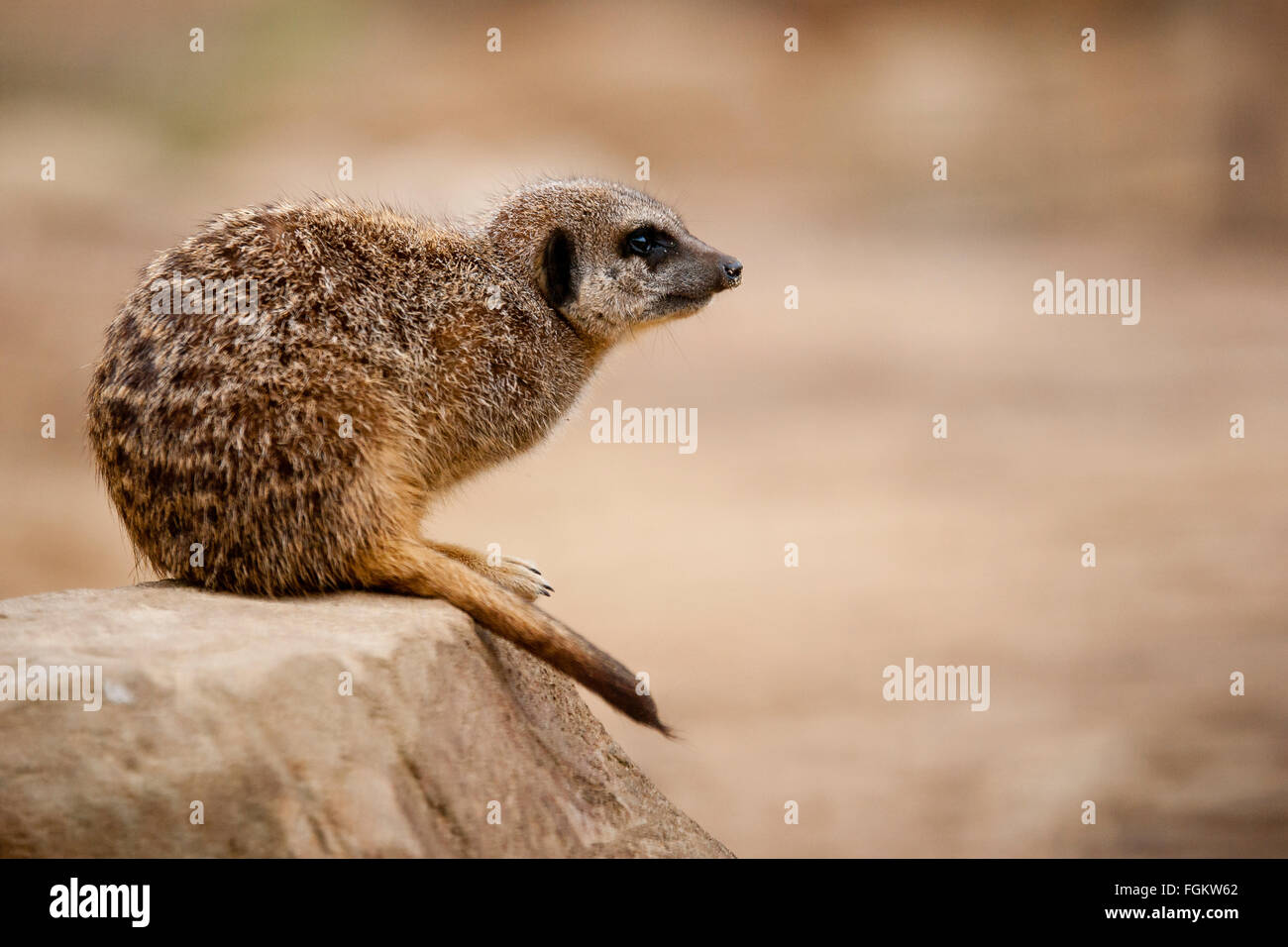 Conservation status least concern hi-res stock photography and images ...