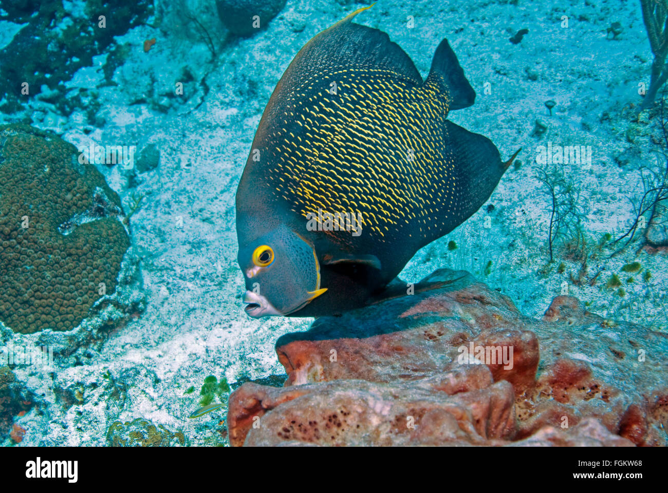 Tropical fish at Mexico underwater coral reef Stock Photo - Alamy