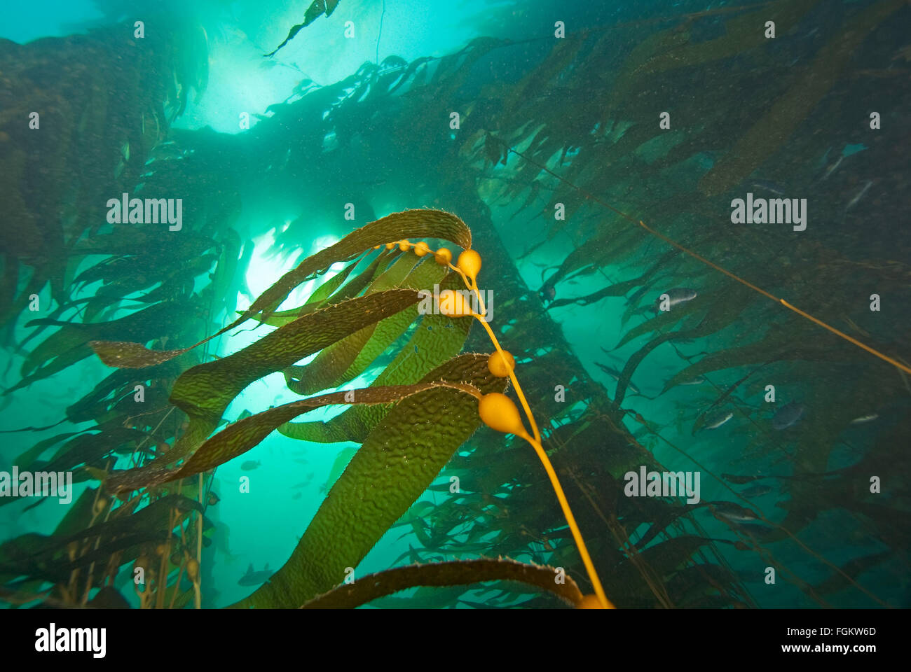 Seaweed kelp floating at California underwater reef Stock Photo - Alamy