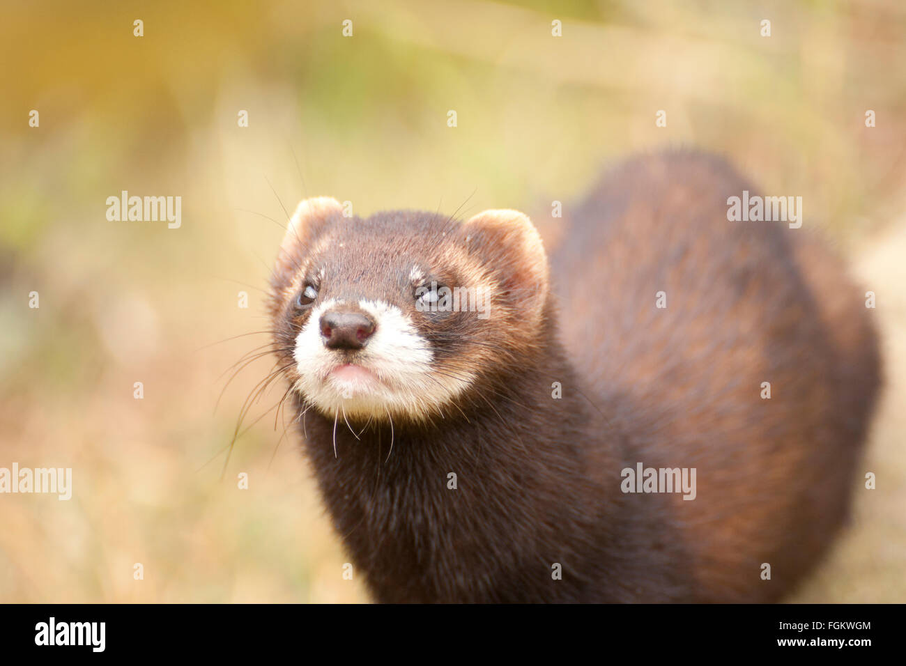 Polecats are solitary and mostly active at night. The domesticated ...