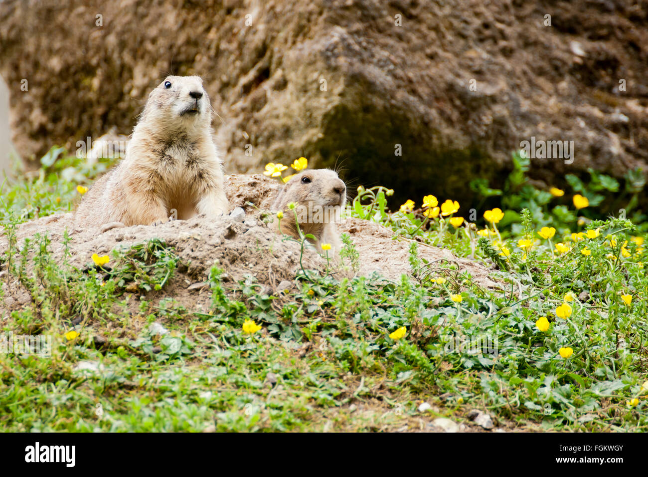 Prairie Dogs are a rodent native to the North American prairies Stock ...