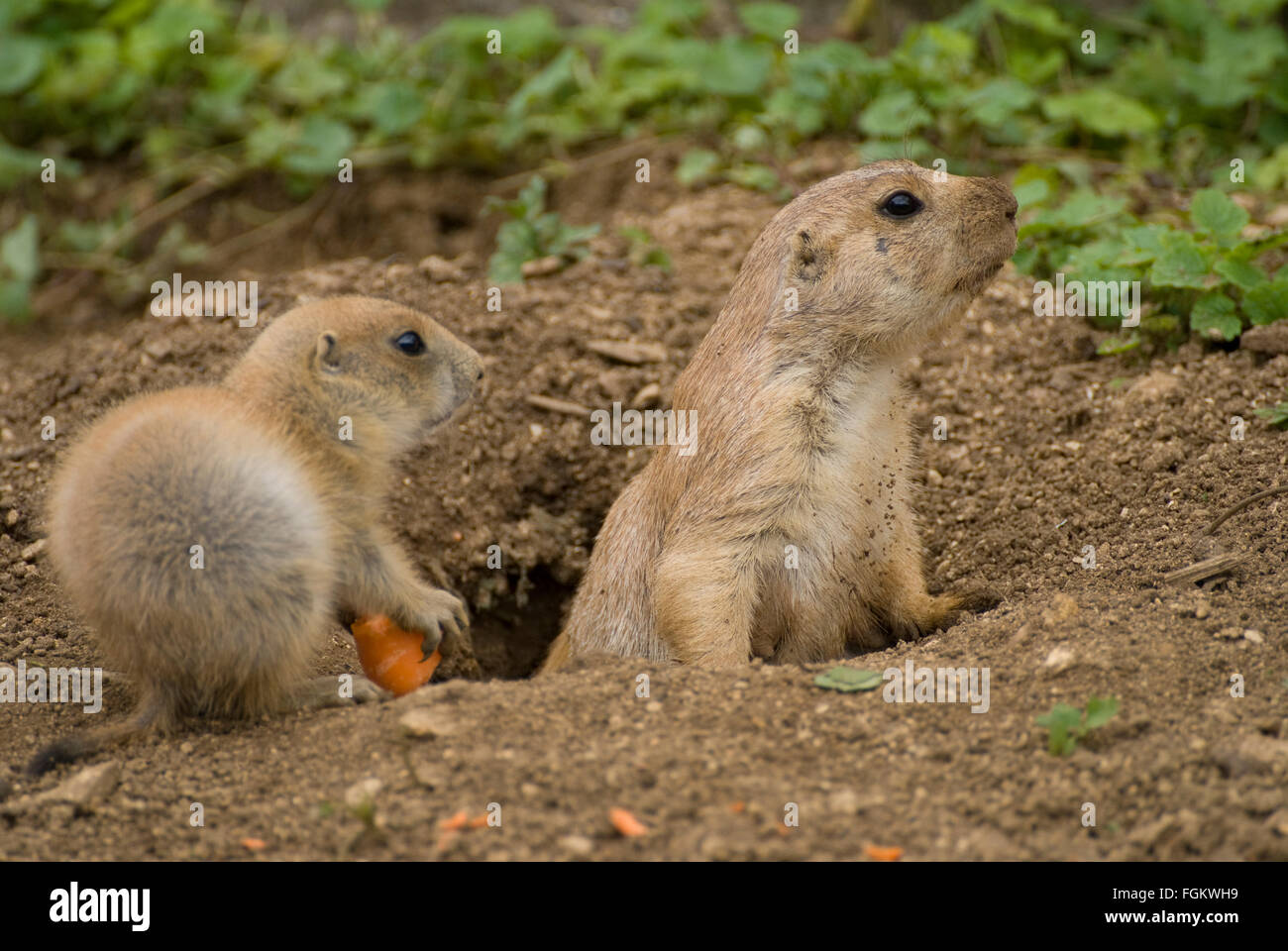 Prairie Dogs are a rodent native to the North American prairies Stock ...