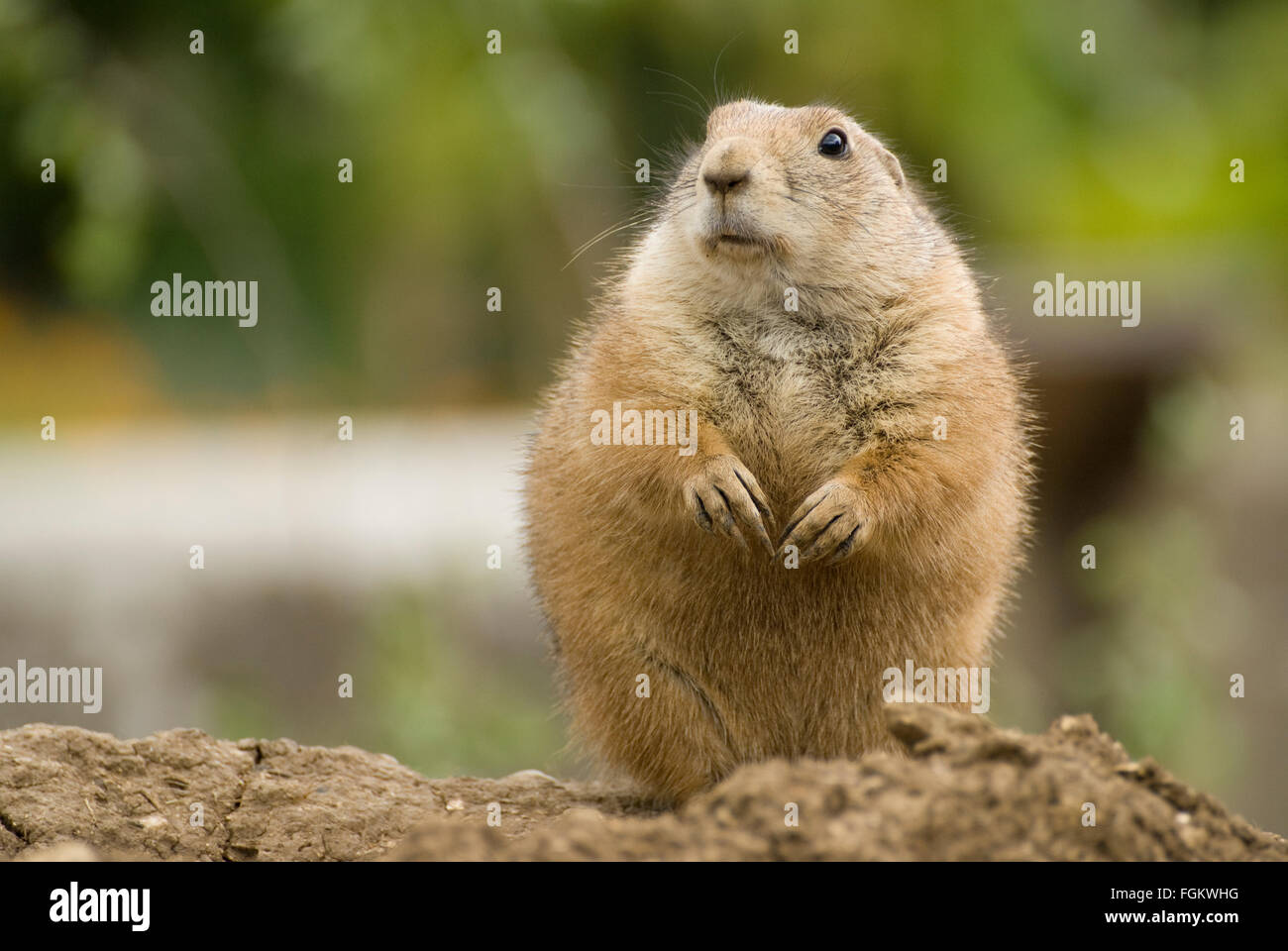 Prairie Dogs are a rodent native to the North American prairies Stock ...