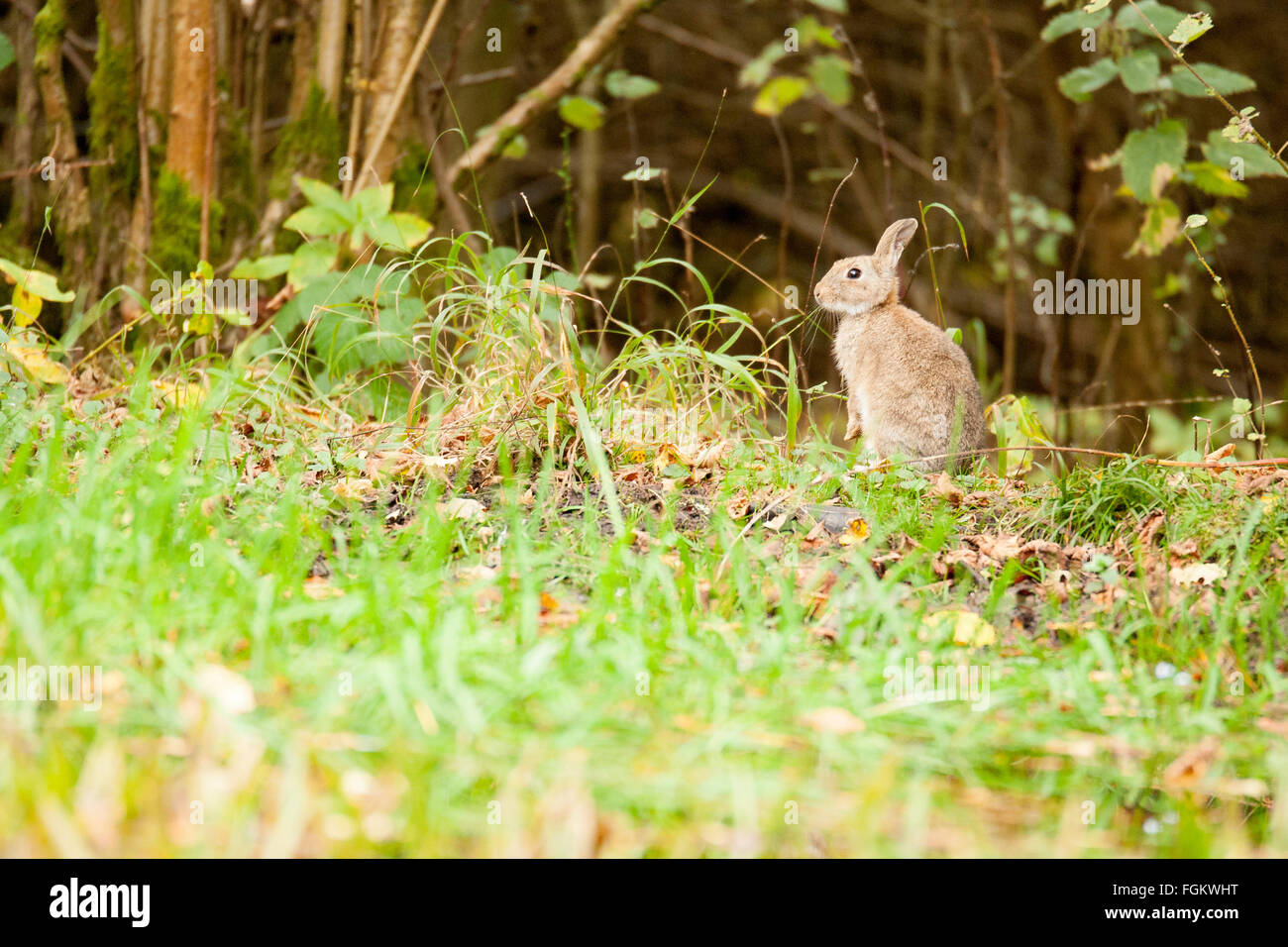 Rabbit feeding garden uk wild hi-res stock photography and images - Alamy