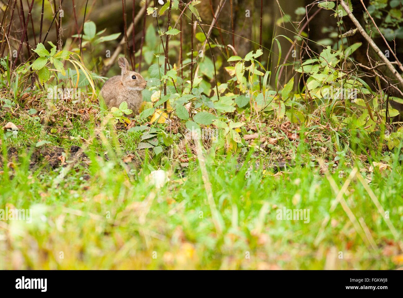 Rabbit feeding garden uk wild hi-res stock photography and images - Alamy