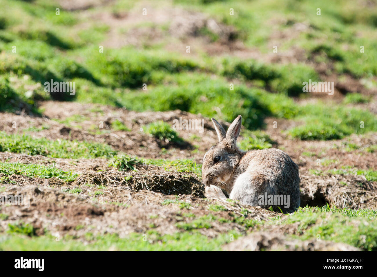 Rabbit on Skomer Island, South Wales Stock Photo - Alamy