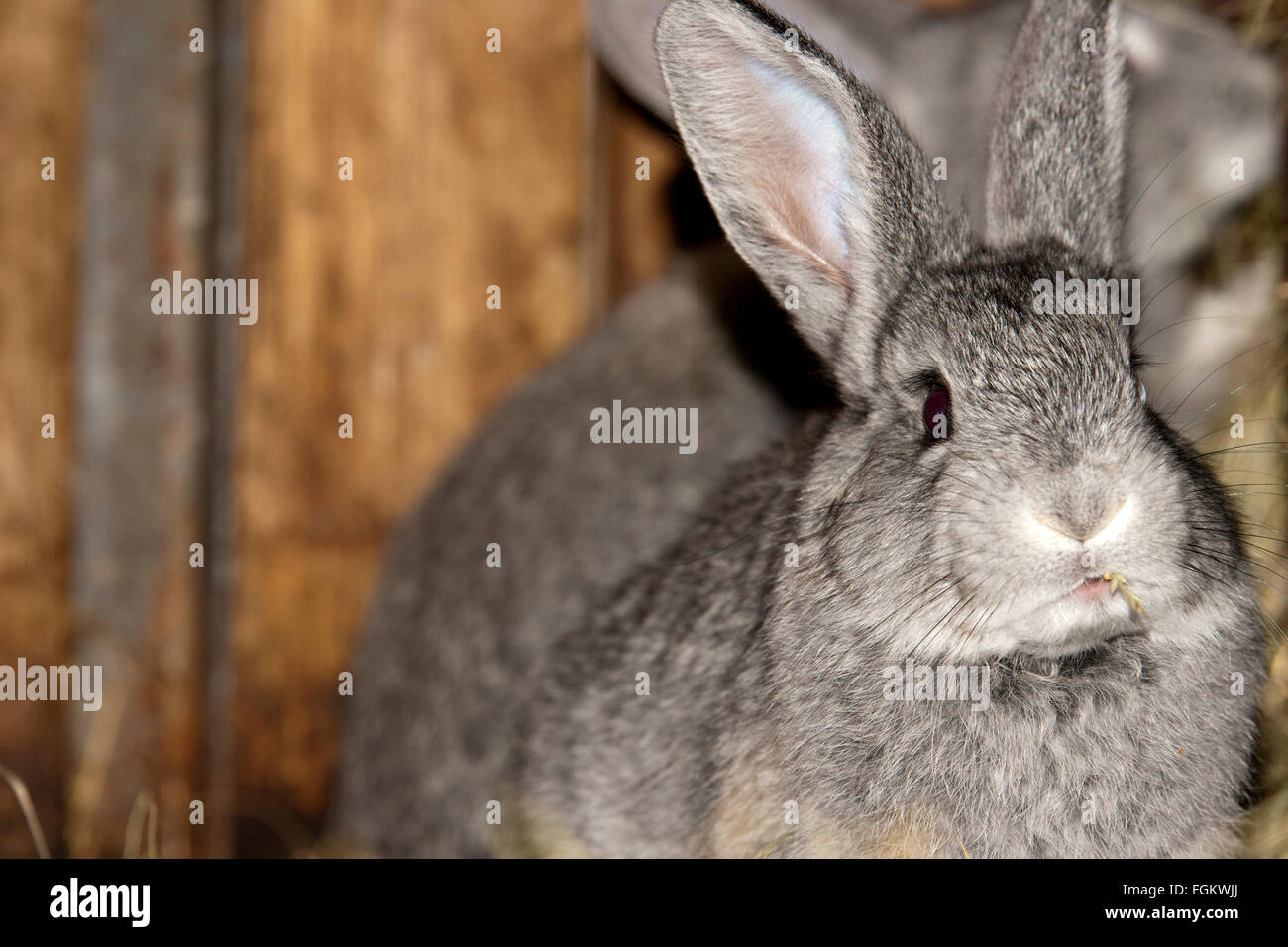 Baby wild rabbits uk hi-res stock photography and images - Alamy