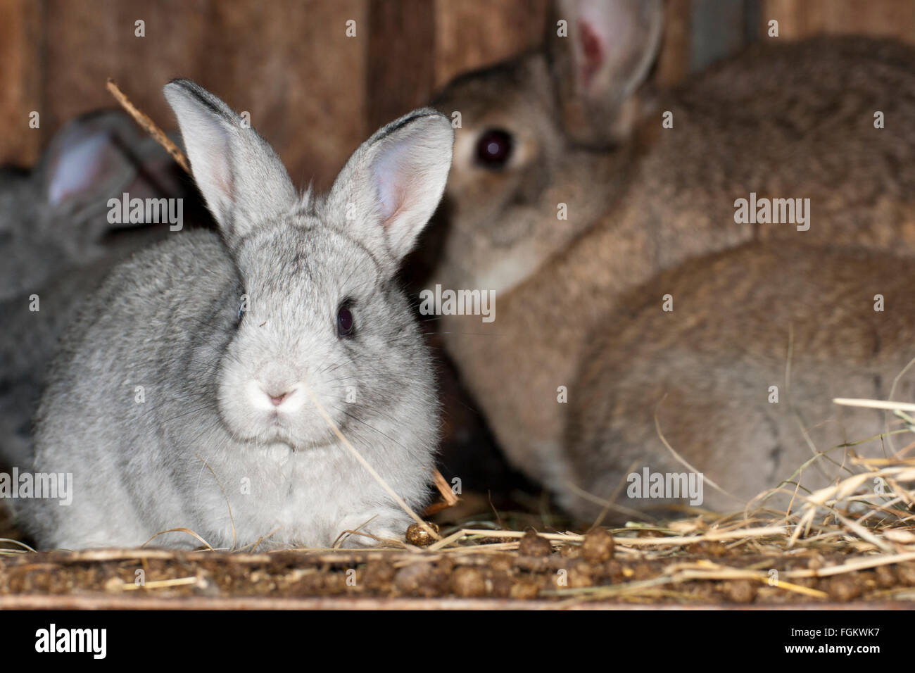 Baby wild rabbits uk hi-res stock photography and images - Alamy