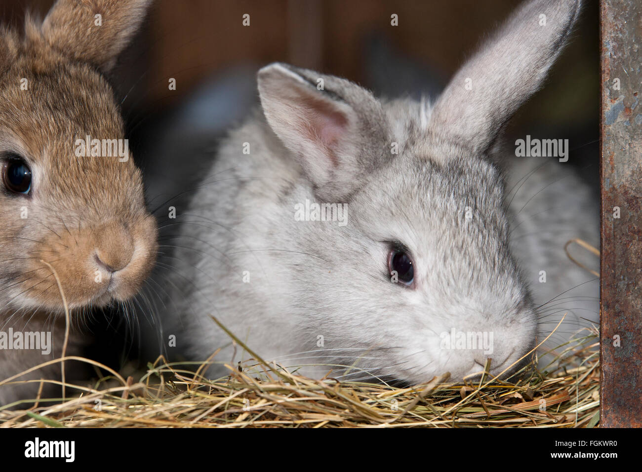 Slovakia and wales hi-res stock photography and images - Alamy