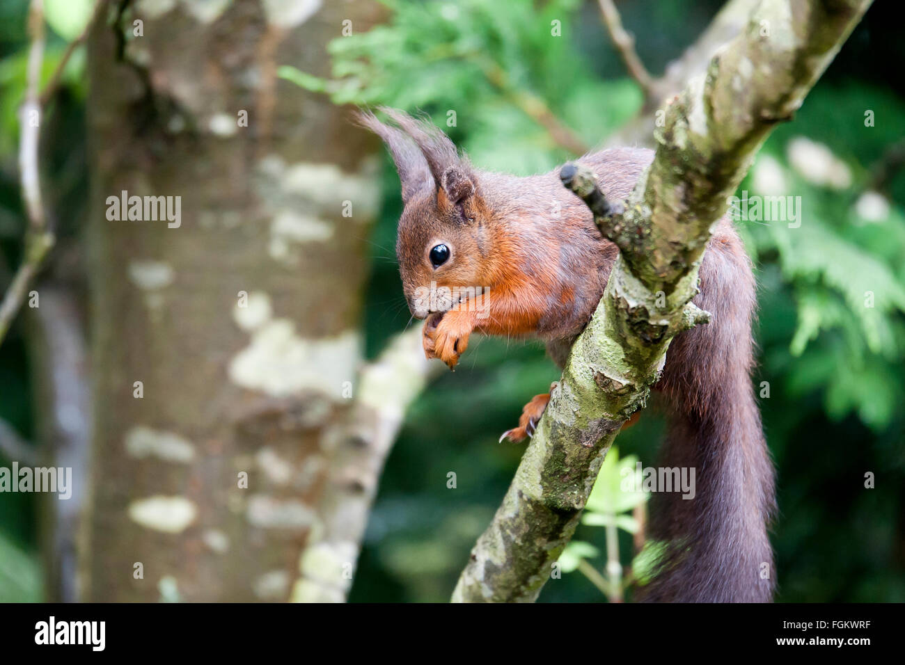 Portrait of a Red squirrel. They are the UK's native squirrel Stock ...