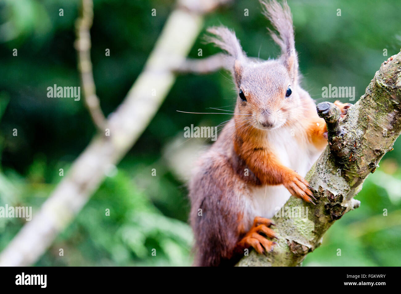 Portrait of a Red squirrel. They are the UK's native squirrel Stock ...