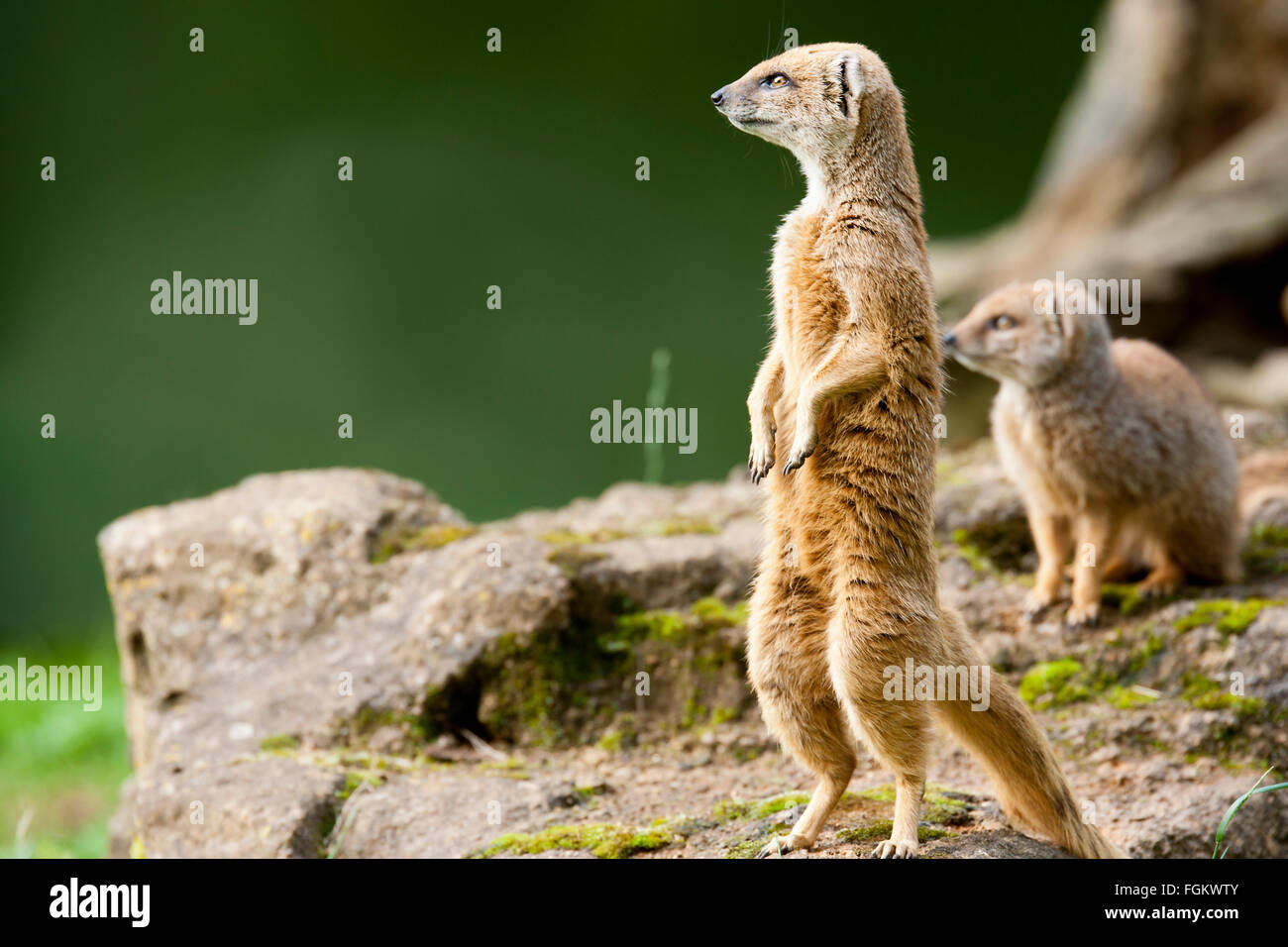Conservation status is least concern hi-res stock photography and ...