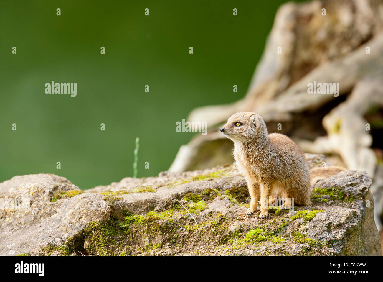 Conservation status is least concern hi-res stock photography and ...