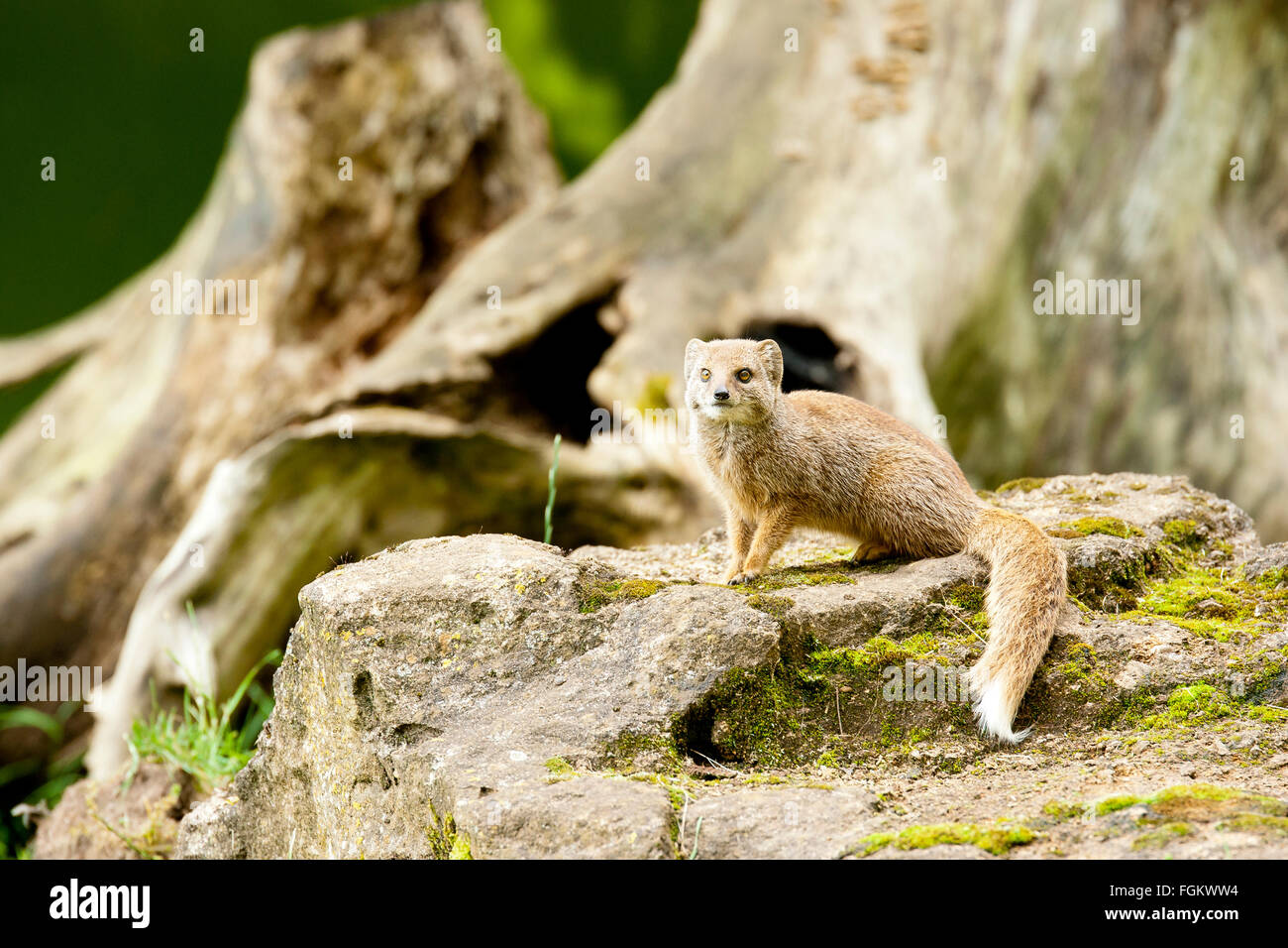 Conservation status is least concern hi-res stock photography and ...