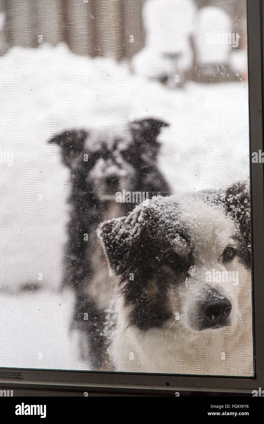 A dog looks in at the camera through the screen door, another dog looks ...