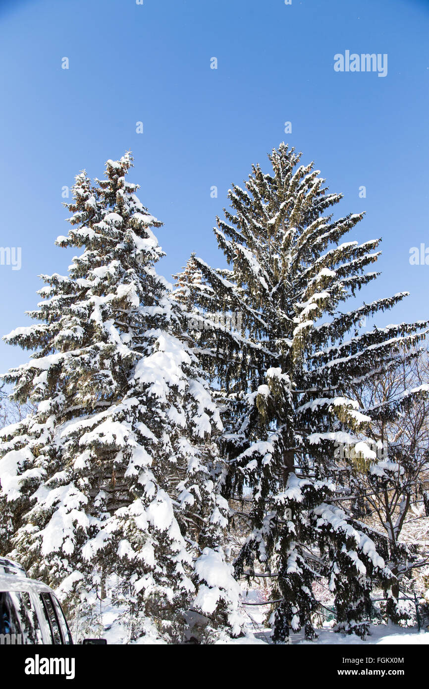 Blue spruce trees hi-res stock photography and images - Alamy