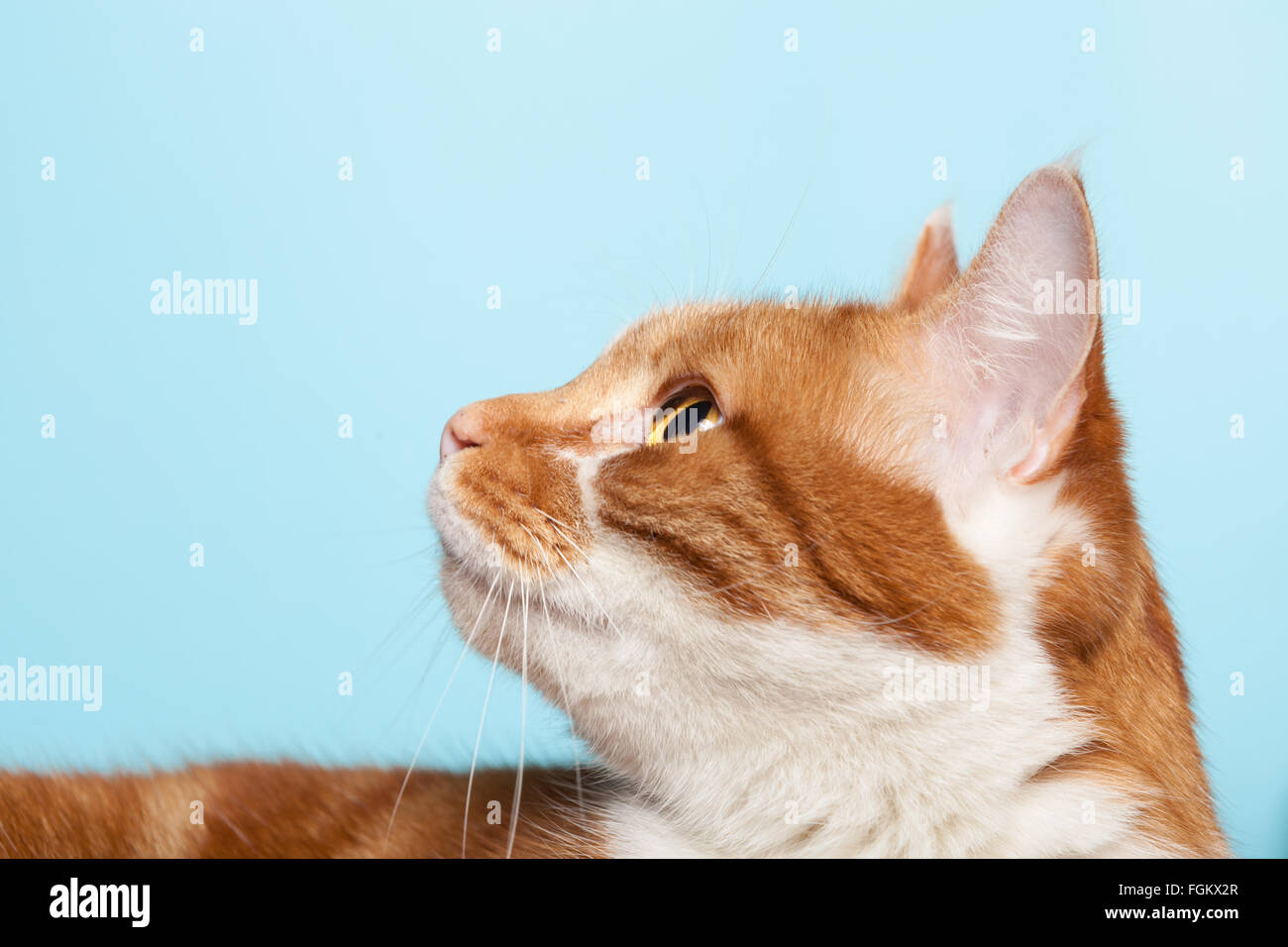 Ginger tabby cat hi-res stock photography and images - Alamy