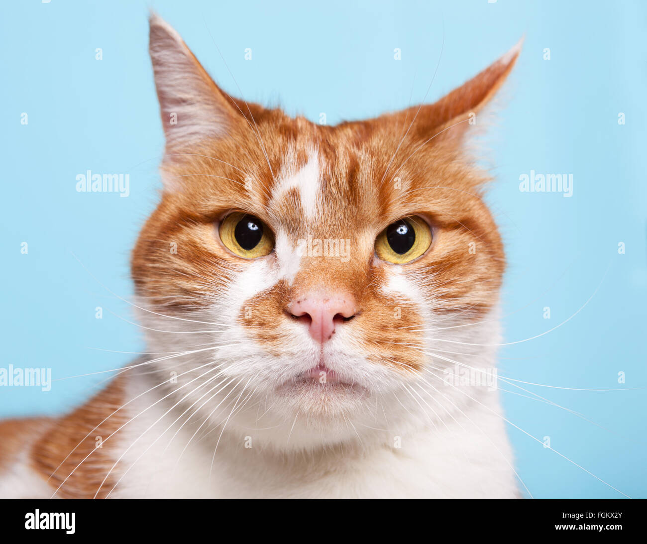 Ginger hair blue eyes hi-res stock photography and images - Alamy