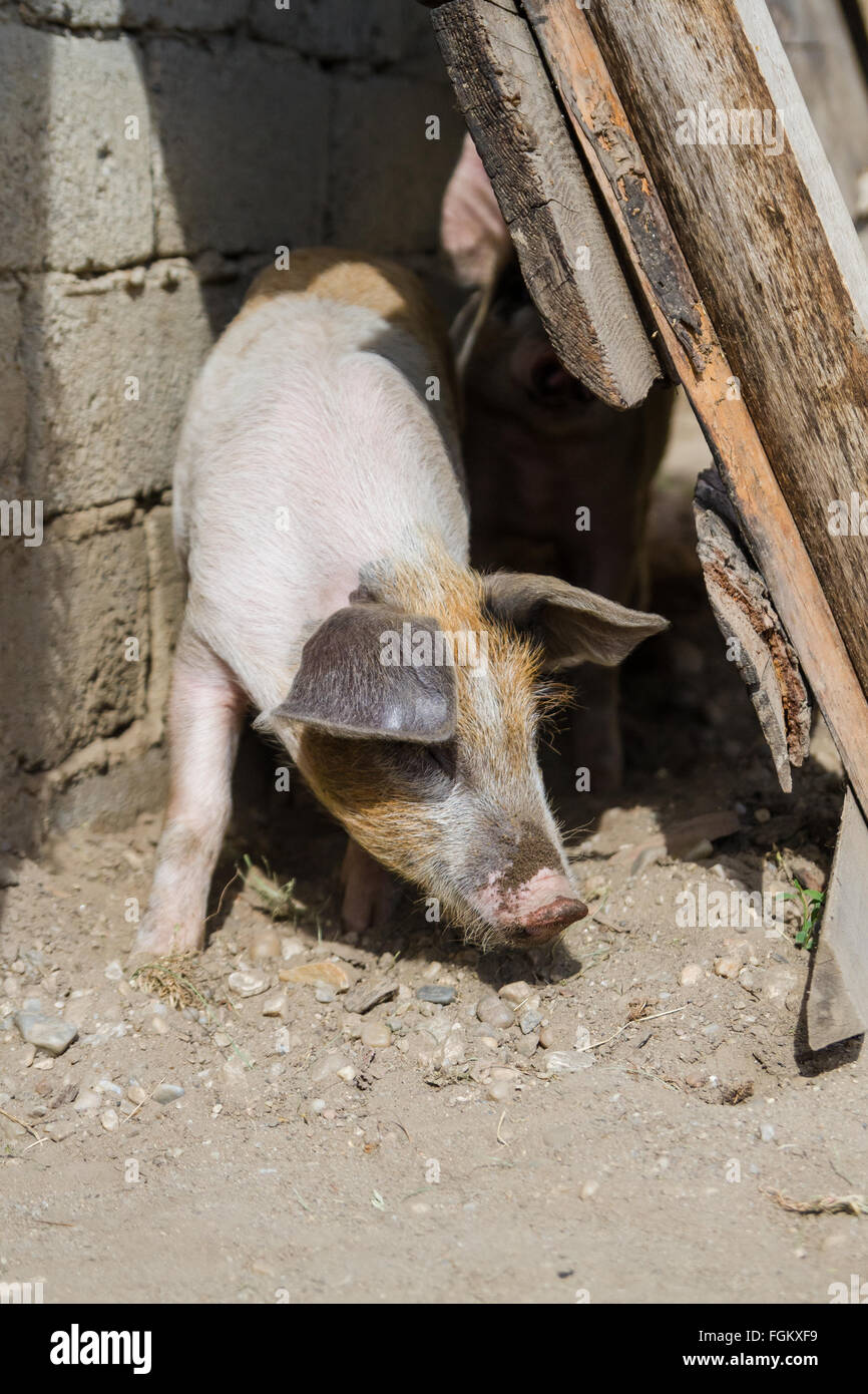 Cute piglet playing outdoor, in a beautiful sunny day Stock Photo - Alamy