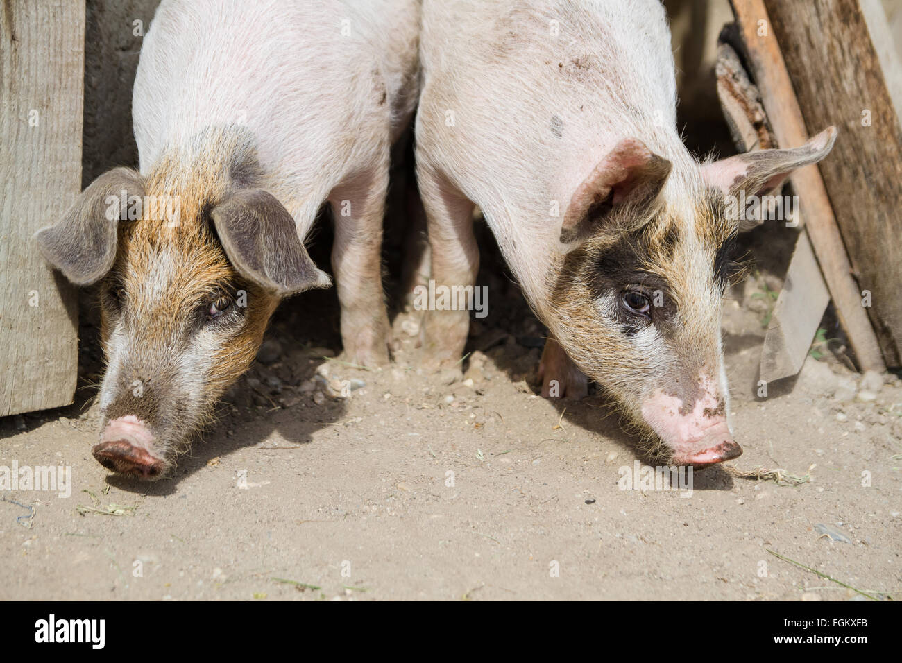 Twin piglets hi-res stock photography and images - Alamy