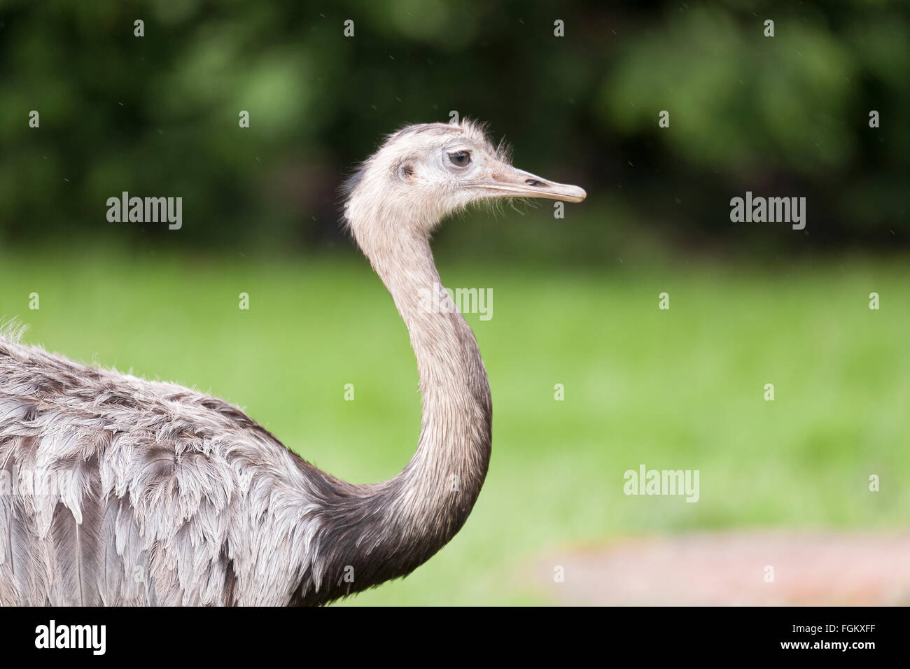 Ostritch hi-res stock photography and images - Alamy
