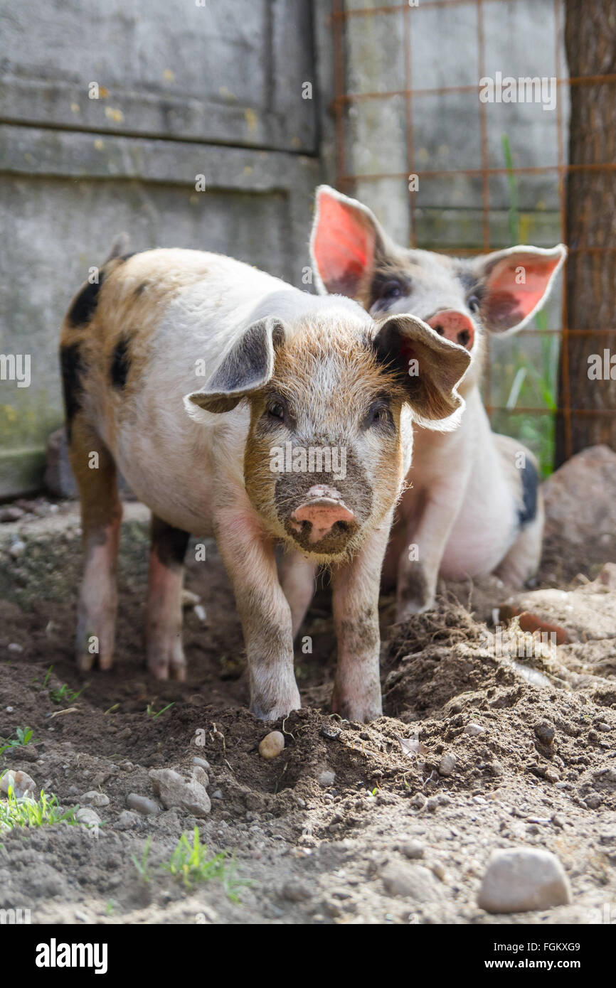 Two cute black spotted piglets playing outside Stock Photo - Alamy