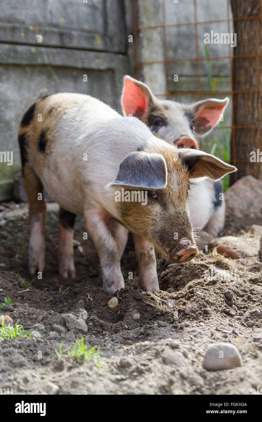 Two cute black spotted piglets playing outside Stock Photo - Alamy