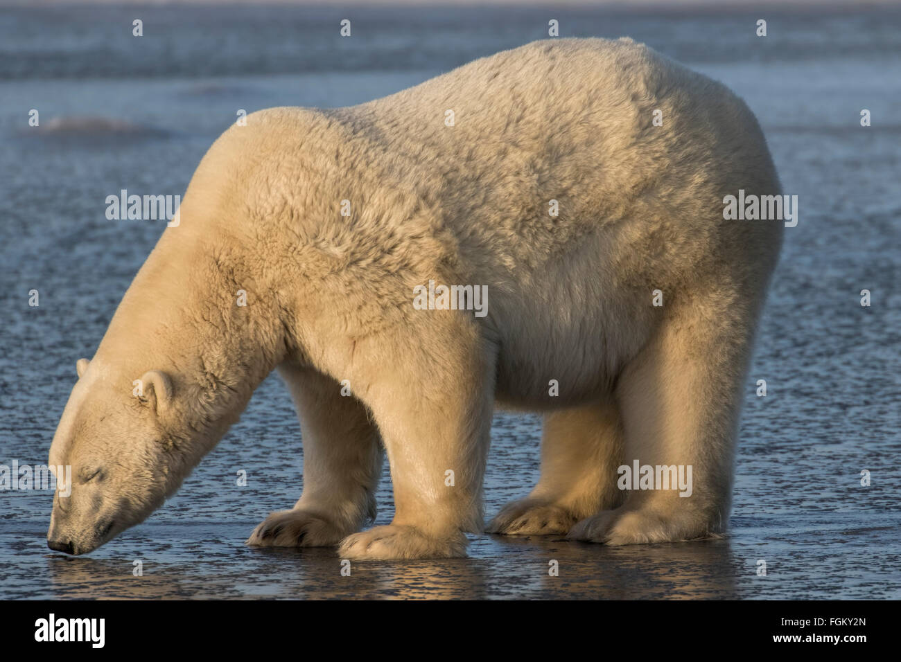 Polar Bear sniffing the ice Stock Photo - Alamy