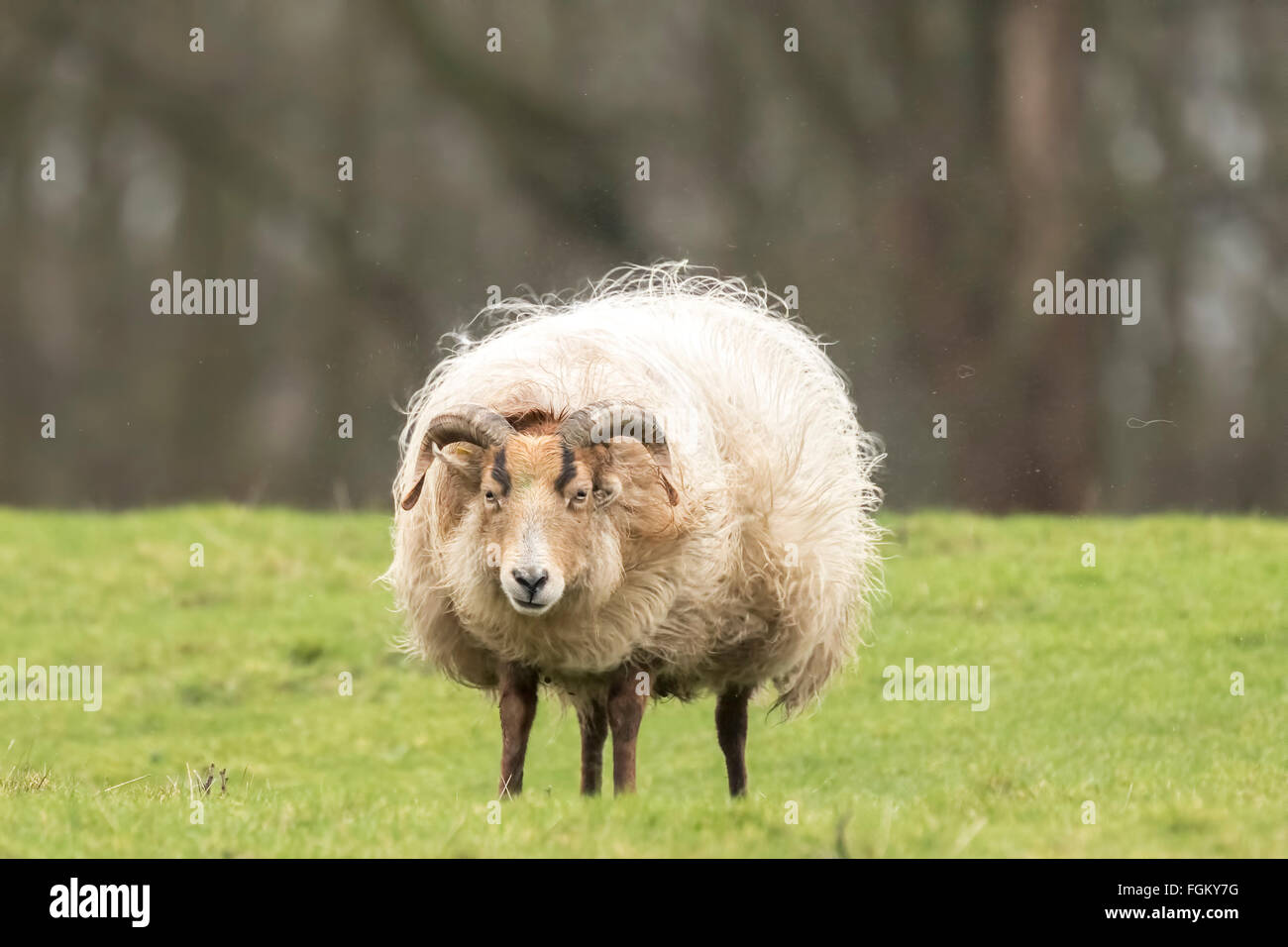 Flying sheep hi-res stock photography and images - Alamy