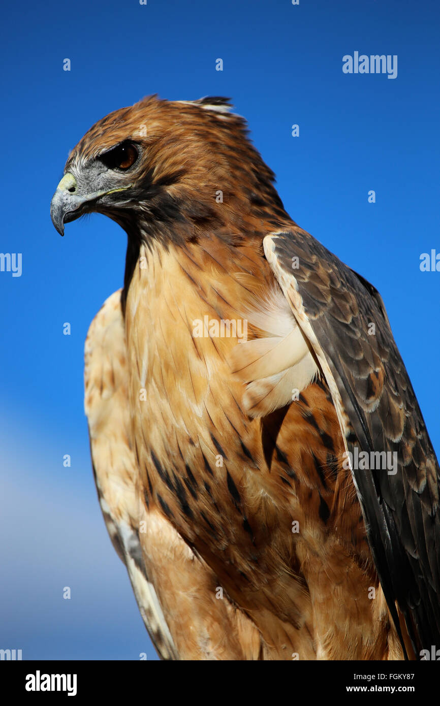 Red and blue tail hi-res stock photography and images - Alamy