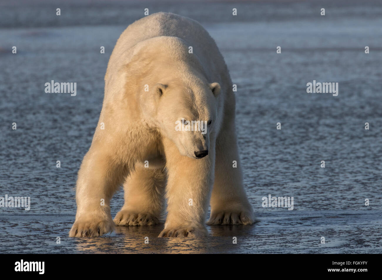 Polar Bear standing on ice Stock Photo - Alamy