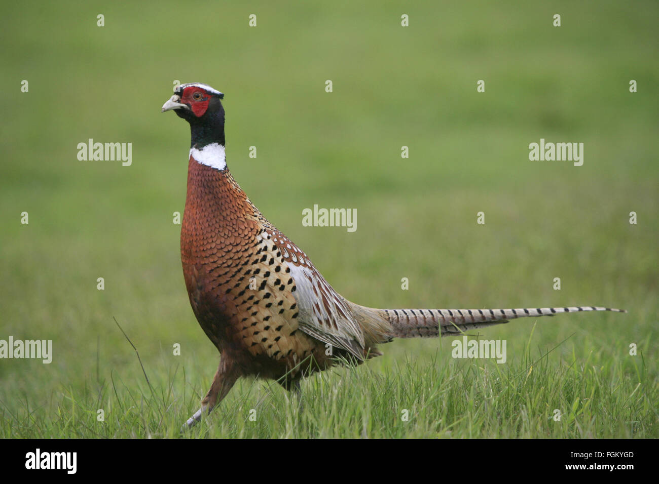 Pheasant in field Stock Photo - Alamy