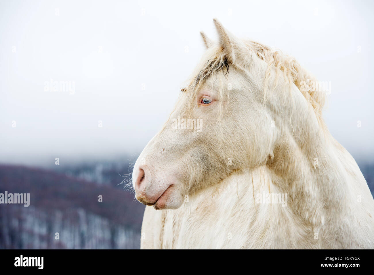 Albino horse with eyes blue on the snow Stock Photo - Alamy