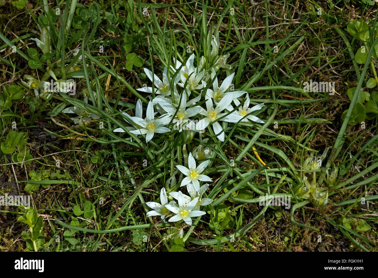 Star of bethlehem flower hi-res stock photography and images - Alamy