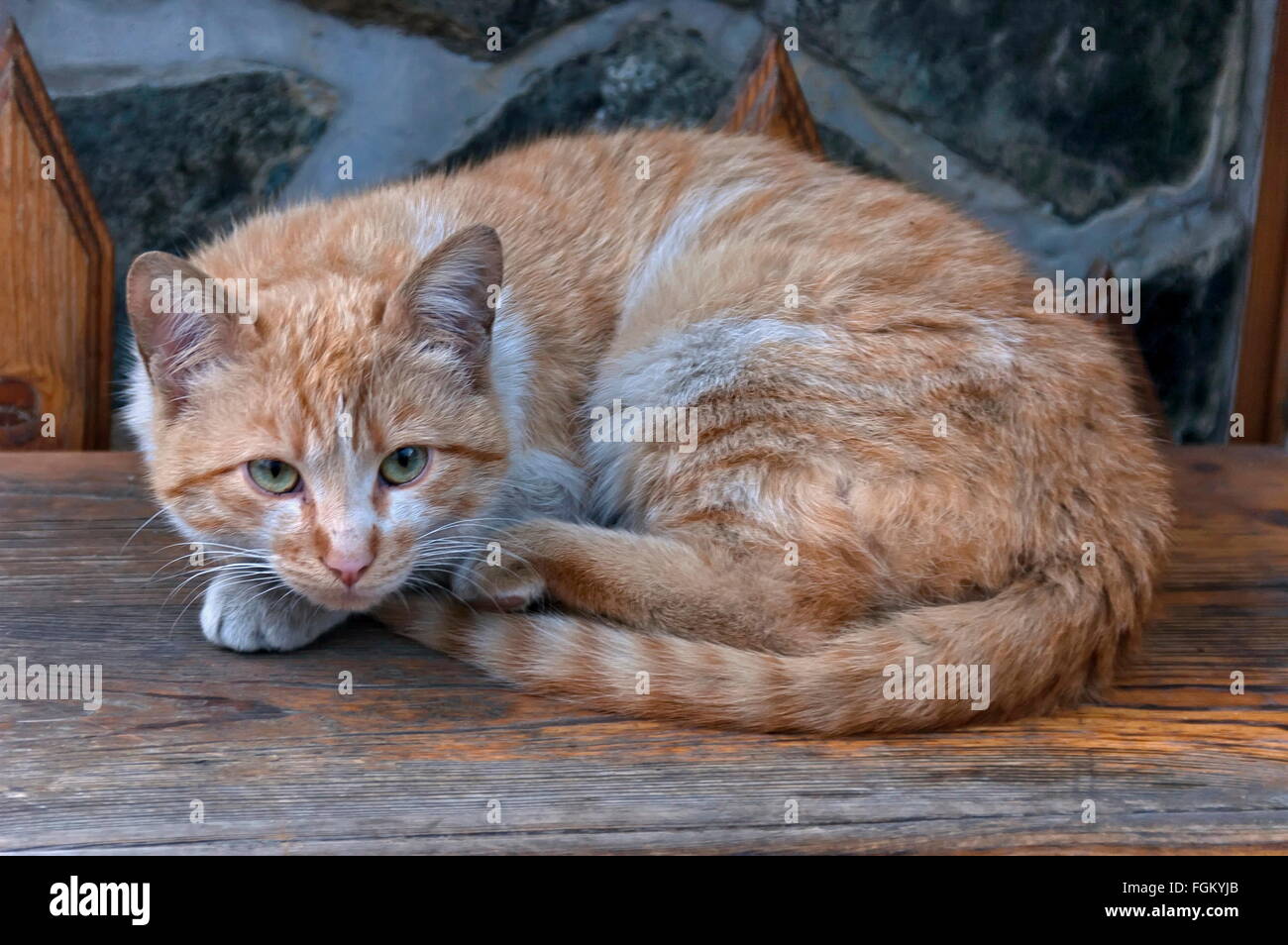 Beauty cat with green eyes look cautious Stock Photo - Alamy