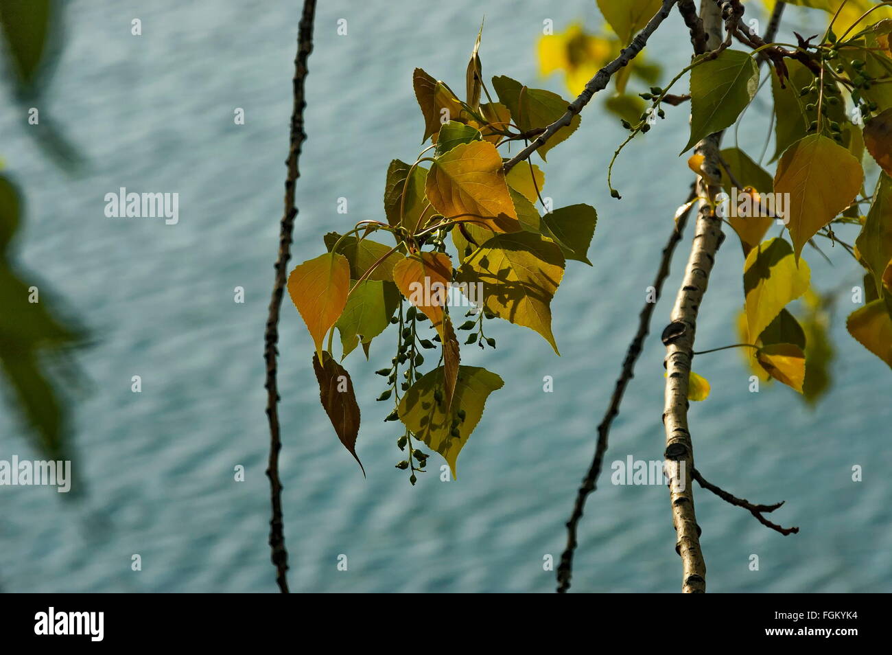 Colorful sunlit spring branch with fresh leaves and bud, Bulgaria Stock ...