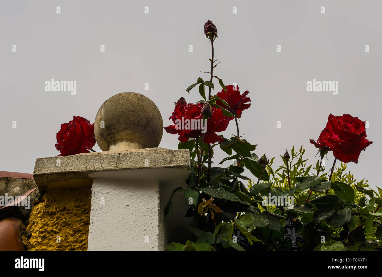 Roses spain city hi-res stock photography and images - Alamy