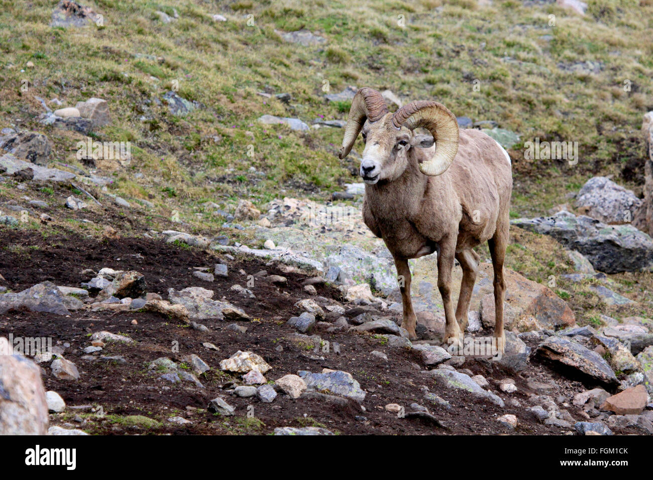 Big Horn Sheep Ram Rocky Mountain National Park Stock Photo - Alamy
