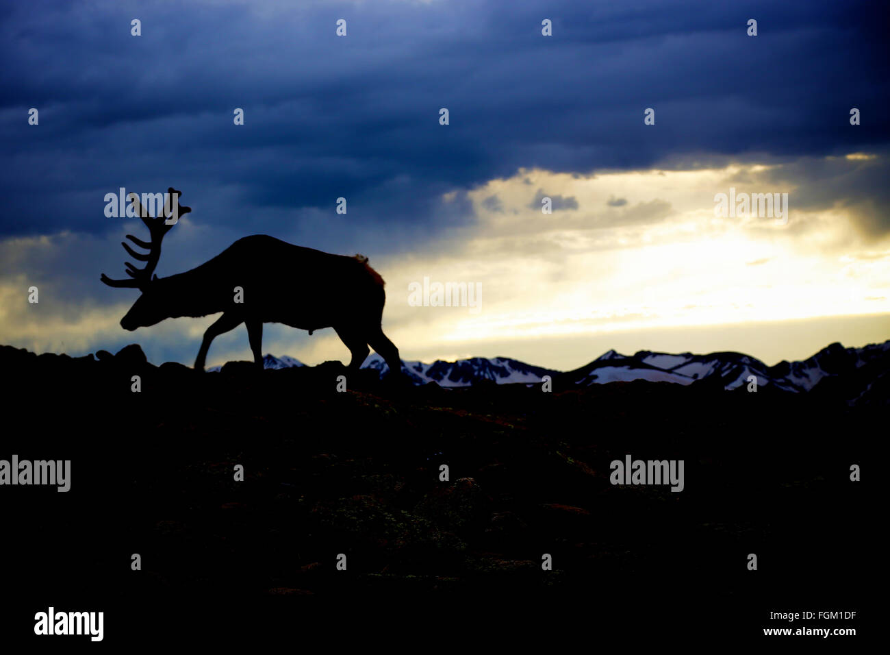 Bull Elk rocky Mountain National Park sunset Stock Photo - Alamy