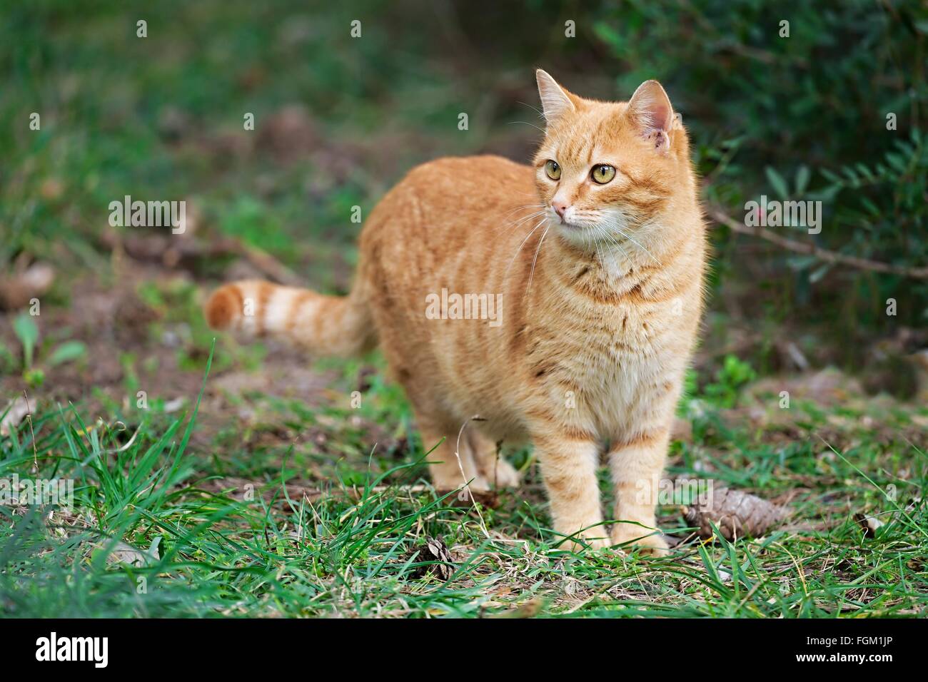 Red cat outside Stock Photo - Alamy