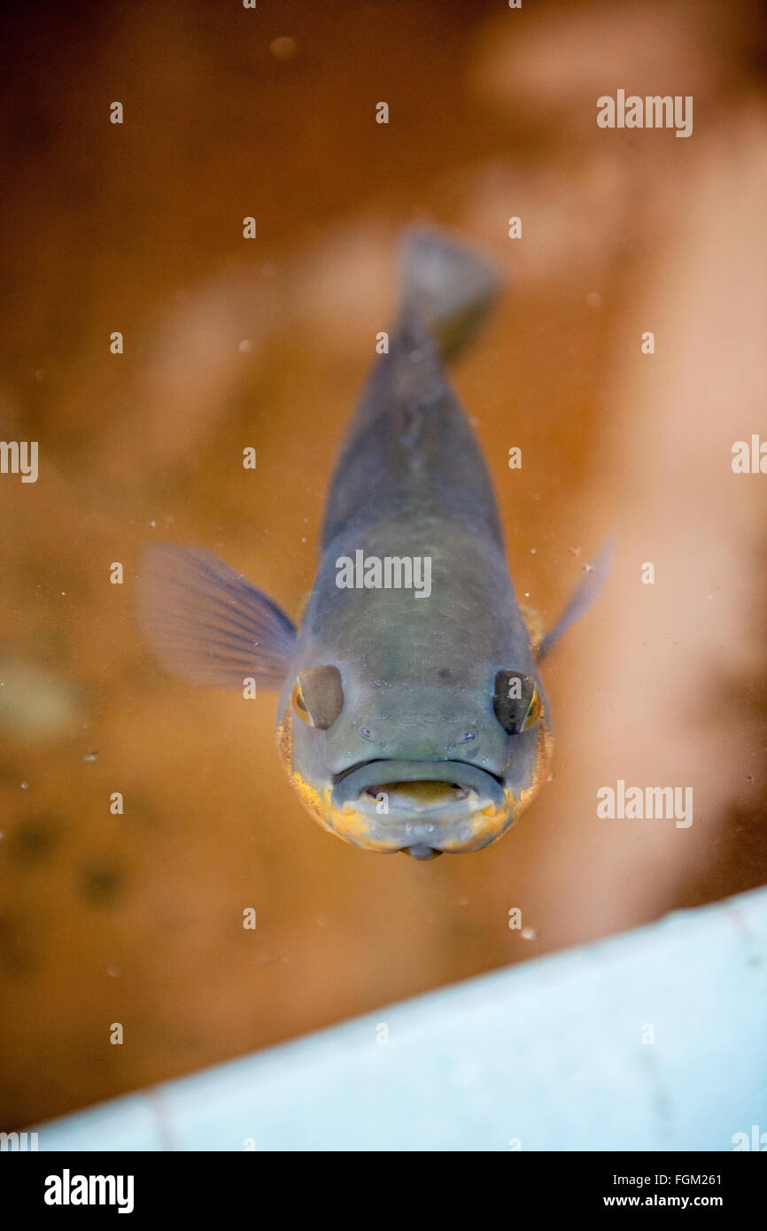 A fish stares straight on to the camera Stock Photo - Alamy