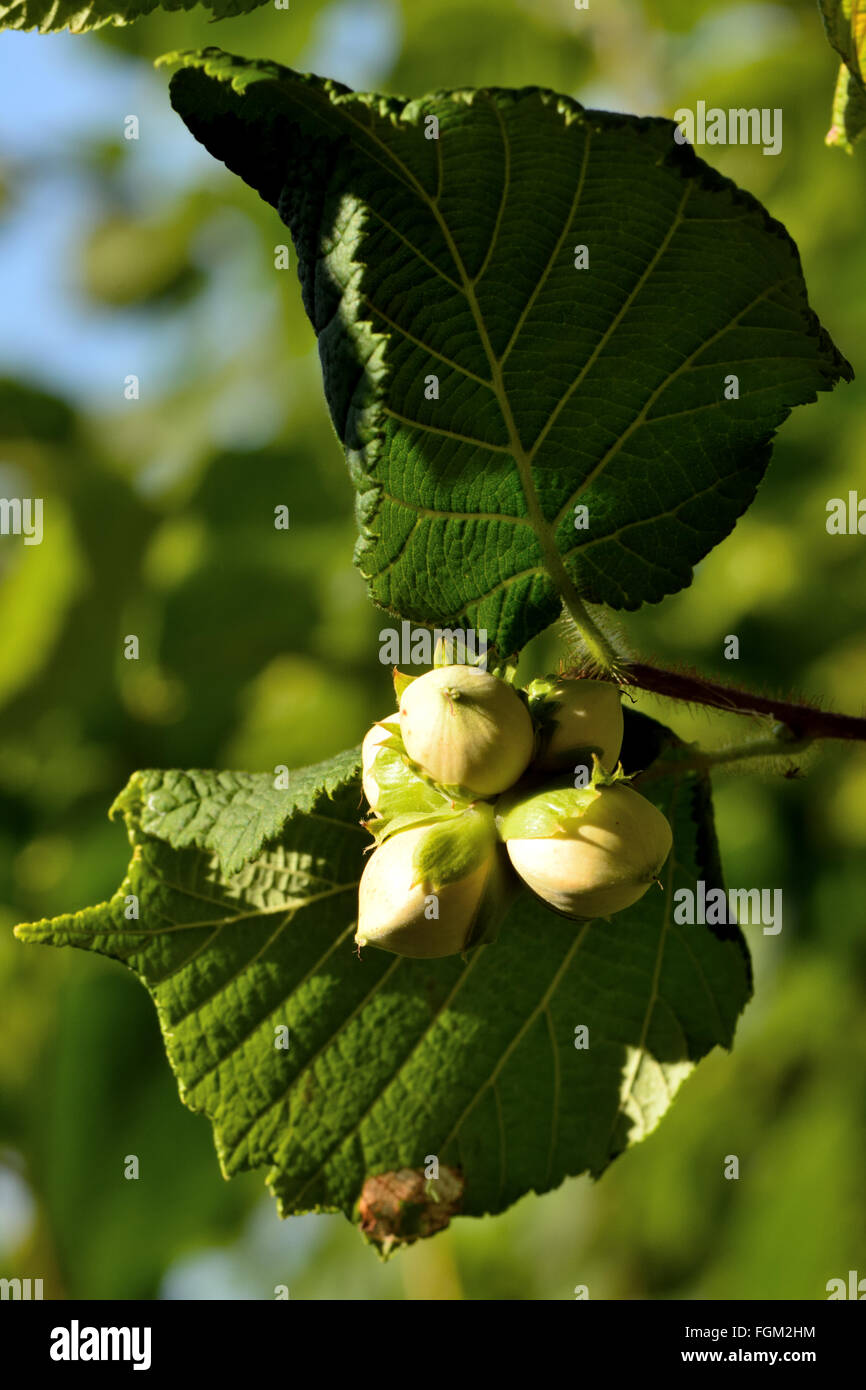 Hazel (Corylus avellana) with nuts. Deciduous tree in the family ...