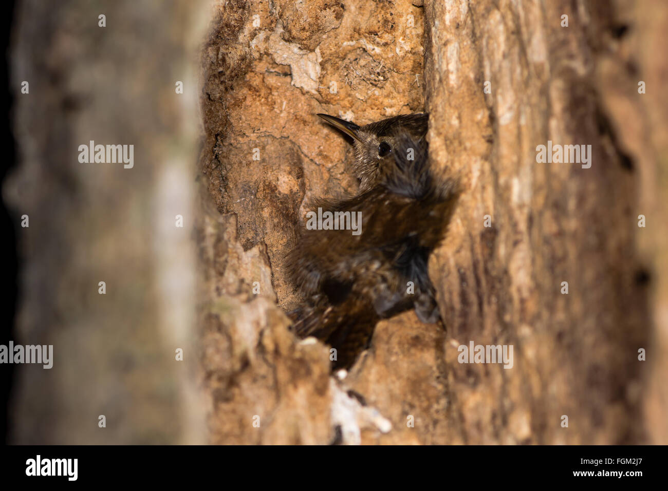 European wren nest hi-res stock photography and images - Alamy