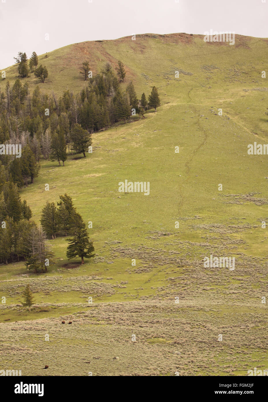Bison trail hi-res stock photography and images - Alamy