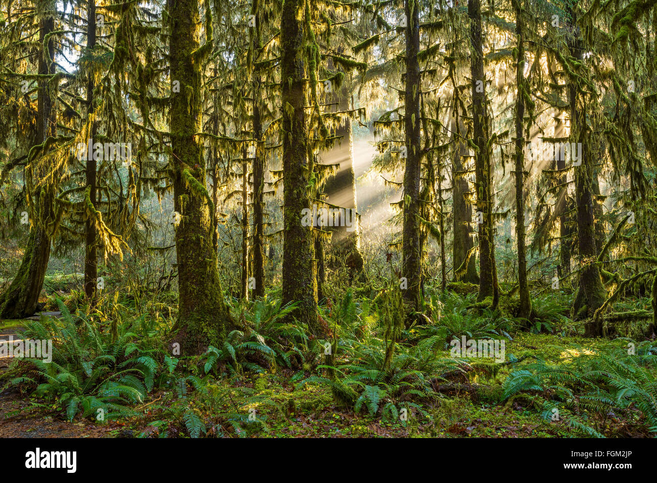 The Hoh Rainforest of Olympic National Park in Washington State Stock ...