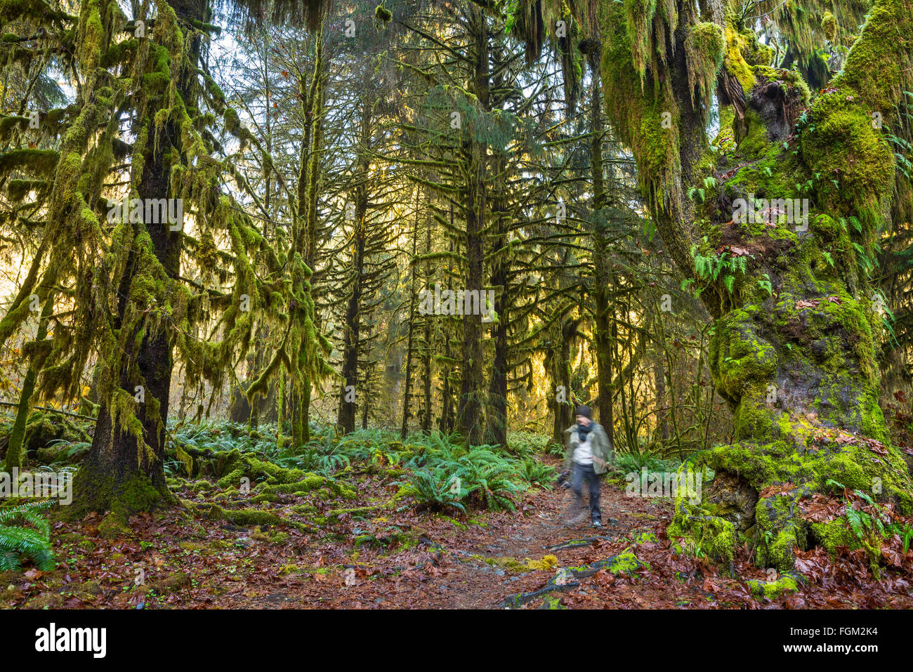 The Hoh Rainforest of Olympic National Park in Washington State Stock ...