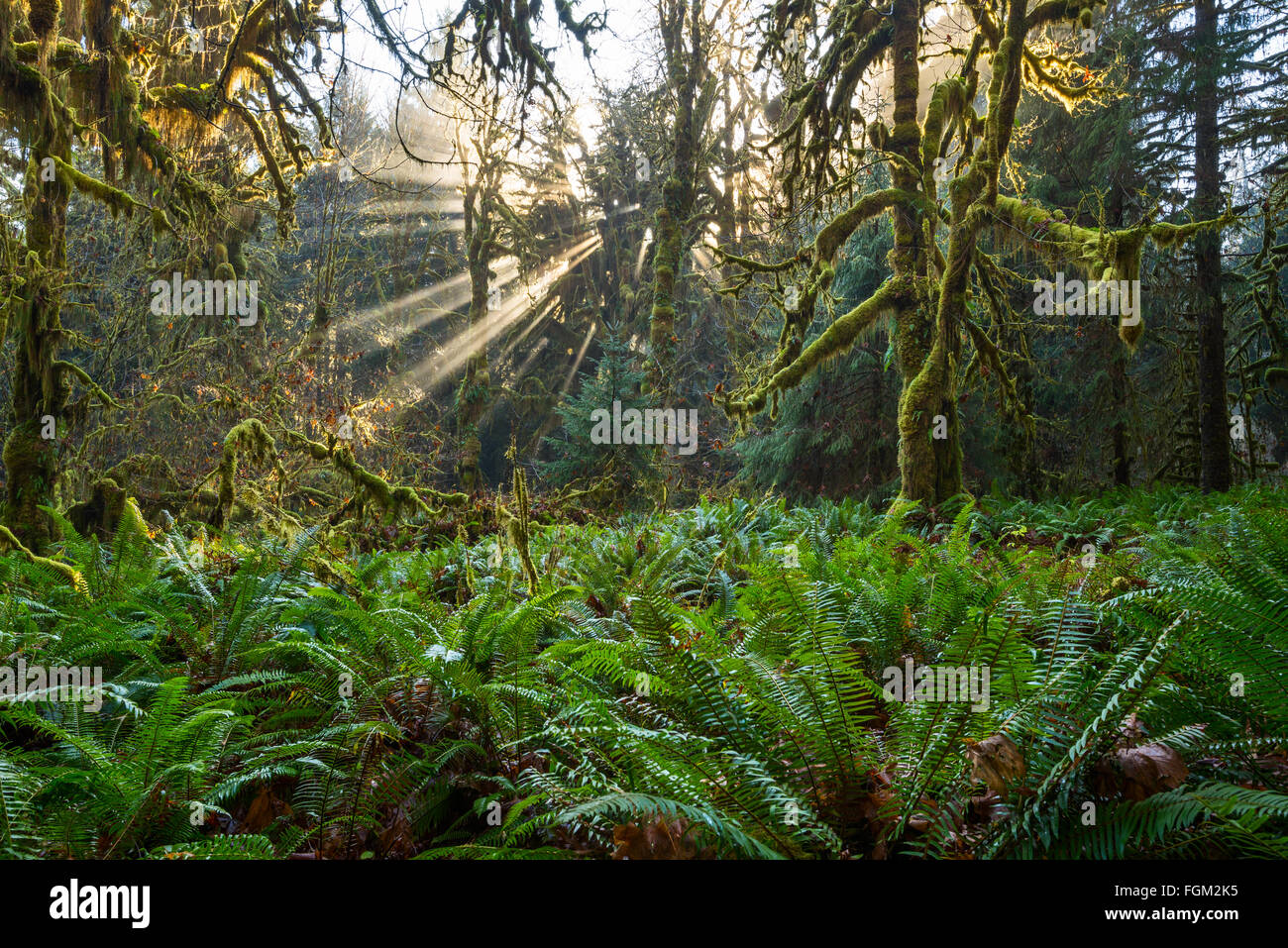 The Hoh Rainforest of Olympic National Park in Washington State Stock ...