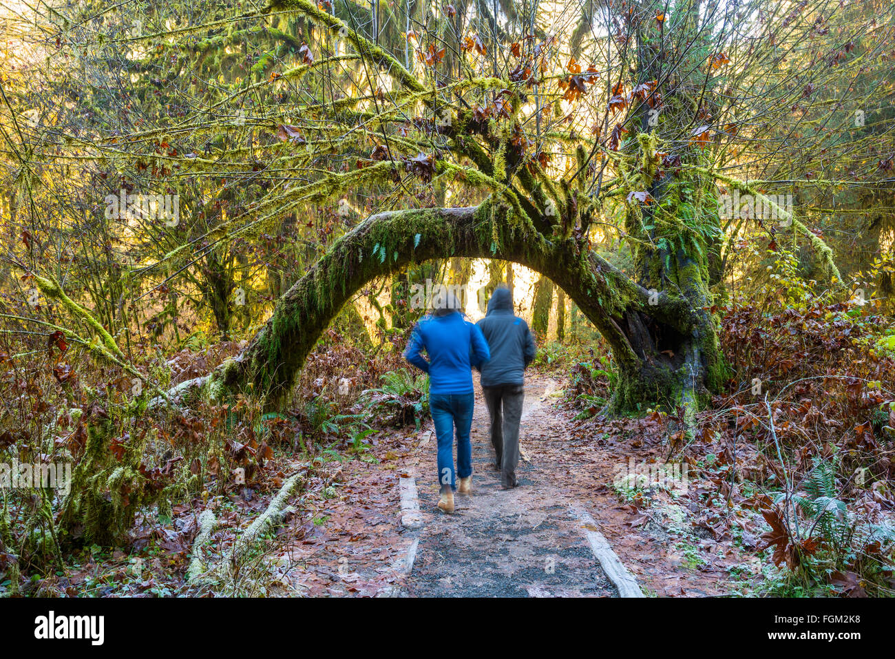 Hoh Rainforest Washington State – NOSXAT