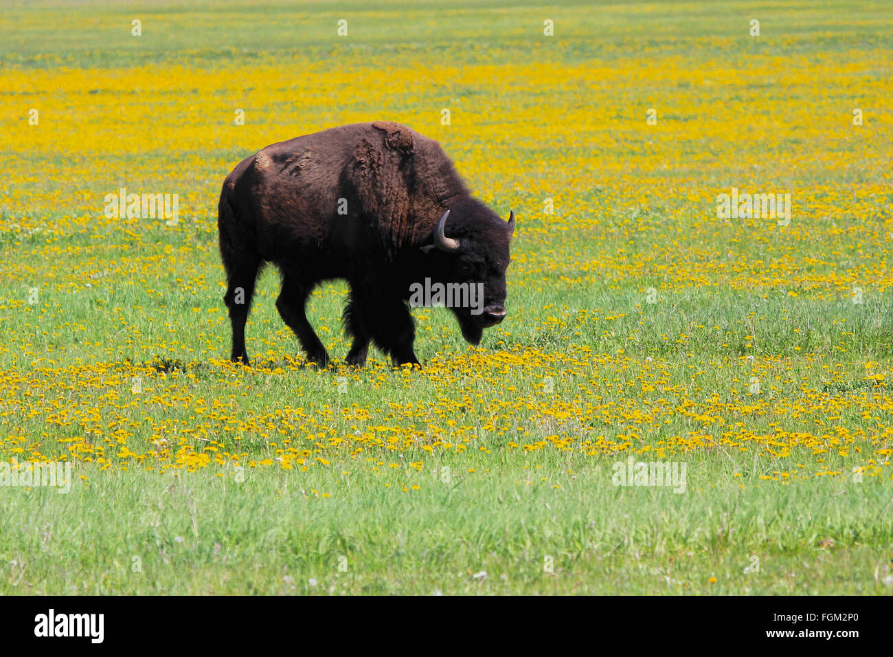 Buffalo yellow grass hi-res stock photography and images - Alamy